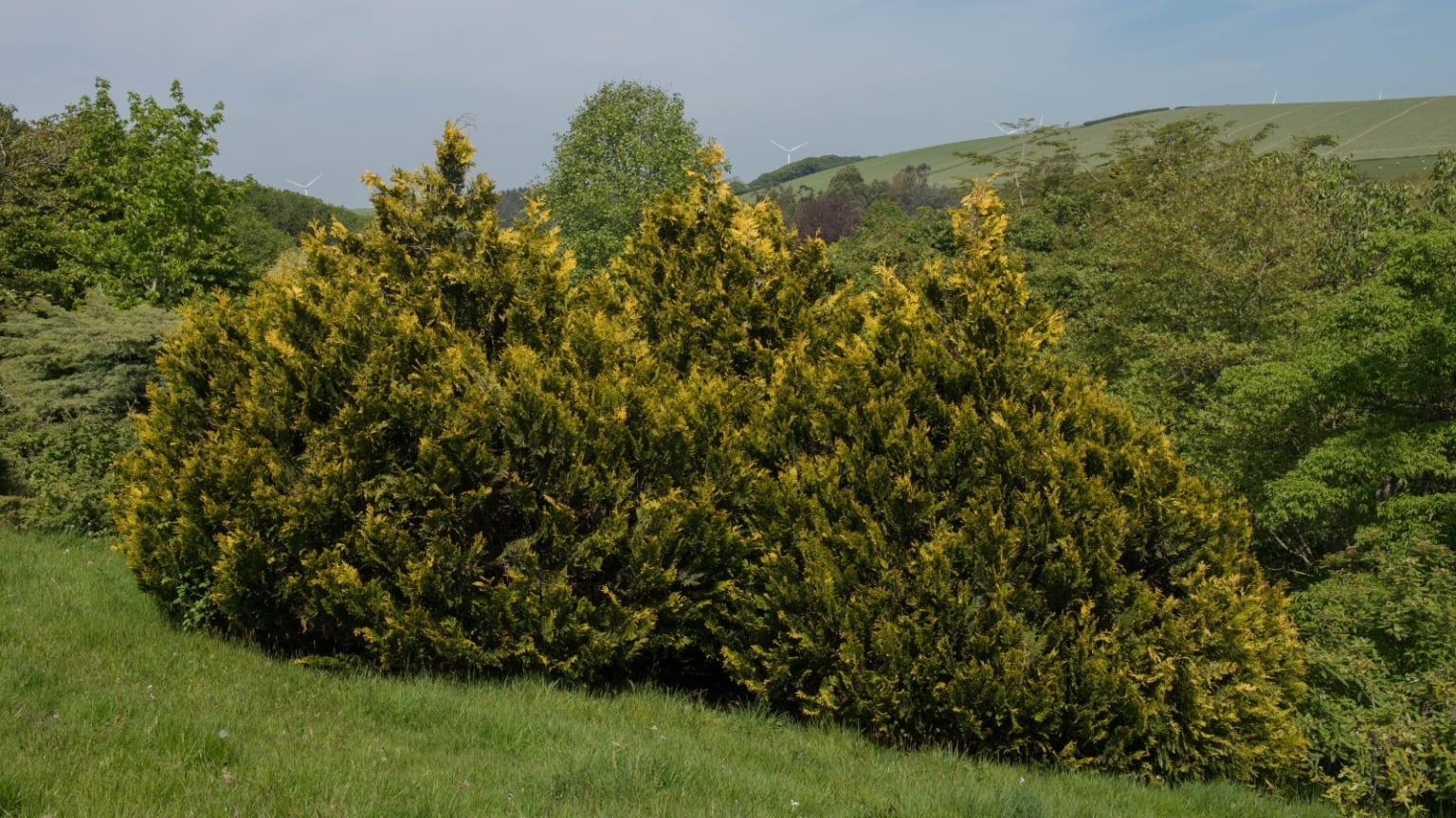19 Arborvitae Types for Home Landscapes