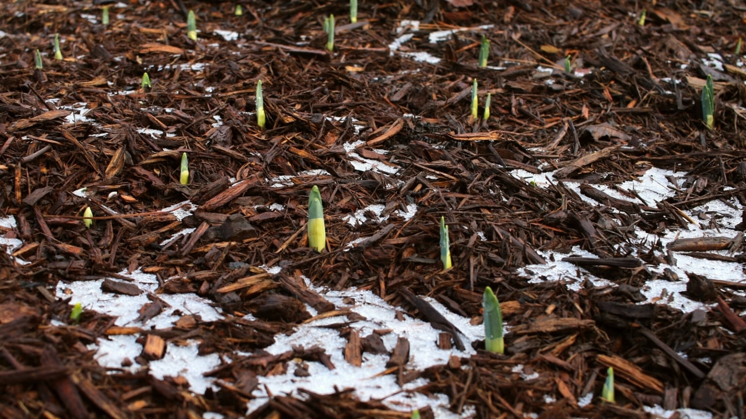 9 Ways to Protect Your Raised Bed Vegetable Garden From Frost