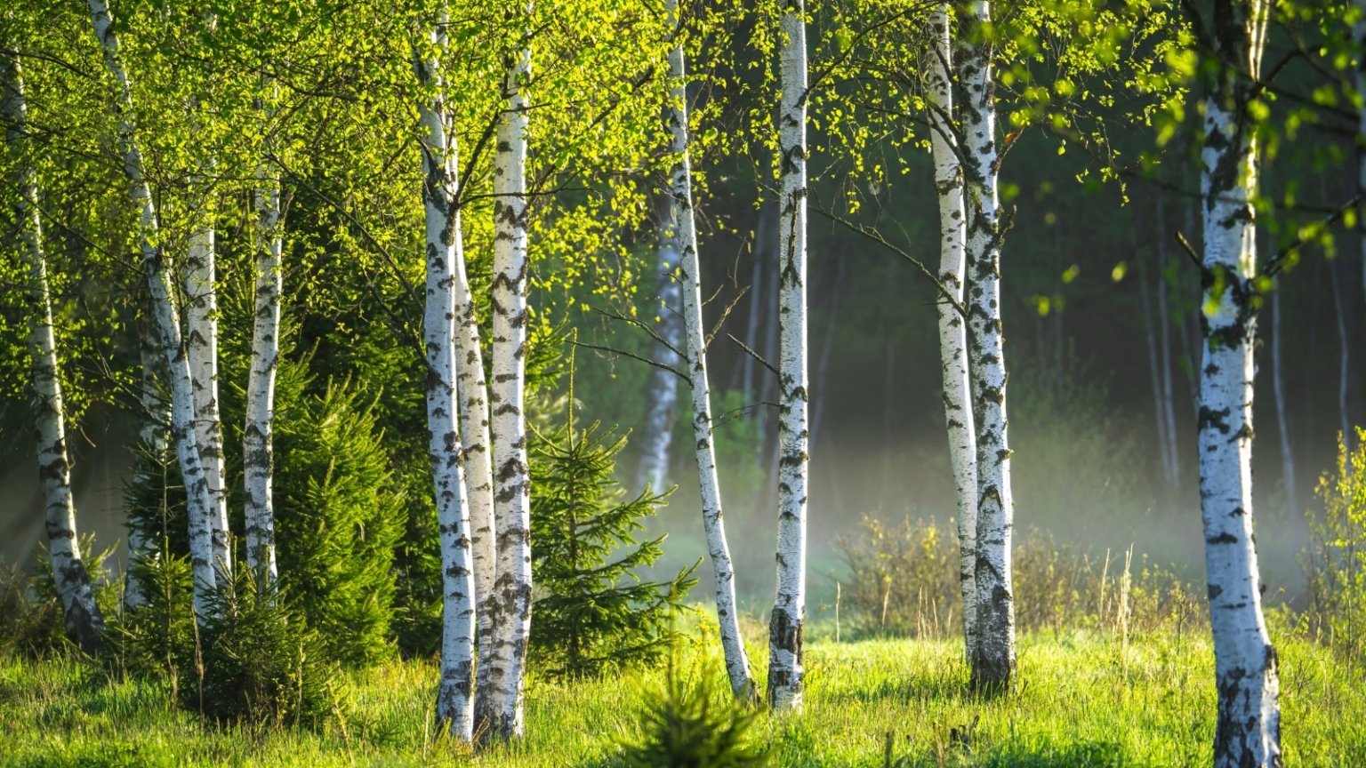 11 Trees and Shrubs You Should Prune in March