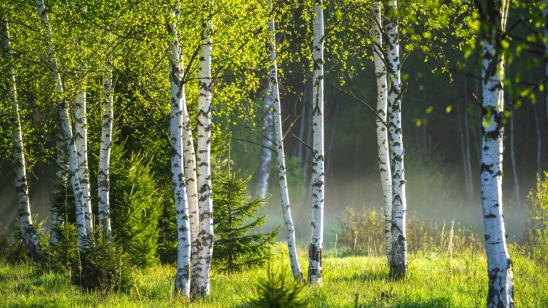 15 Trees to Plant This Arbor Day