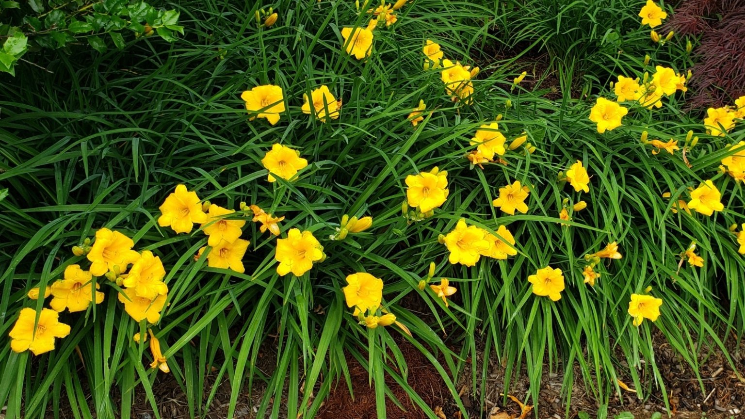 15 Beautiful Plants for Mass Planting