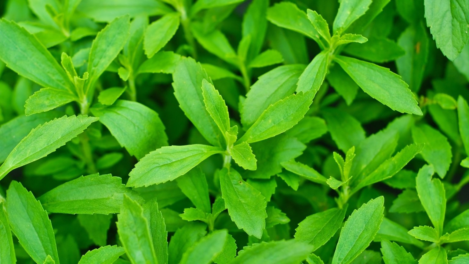 How to Plant, Grow, and Care for Stevia Plants