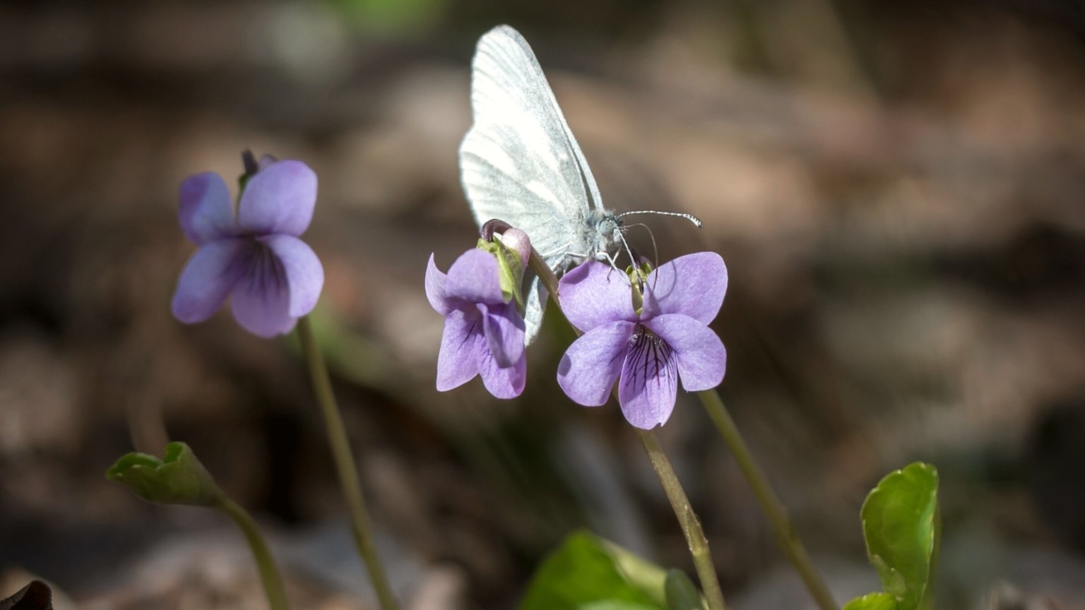 9 Reasons to Embrace the Wild Violets in Your Lawn