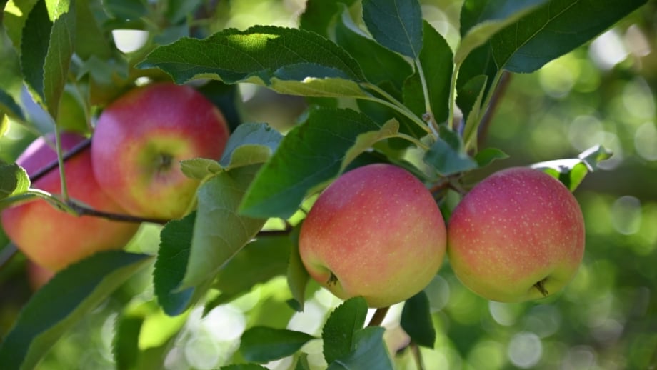 15 Fruit Trees to Plant this Spring