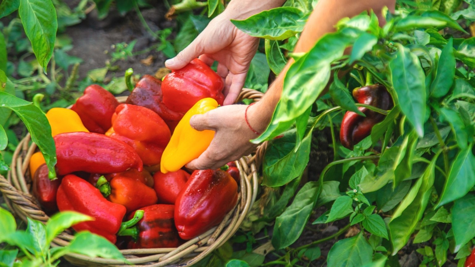 How to Pinch your Plants for Stronger Stems and More Flowers