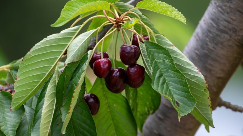 How to Plant, Grow, and Care for ‘Black Tartarian’ Cherry Trees