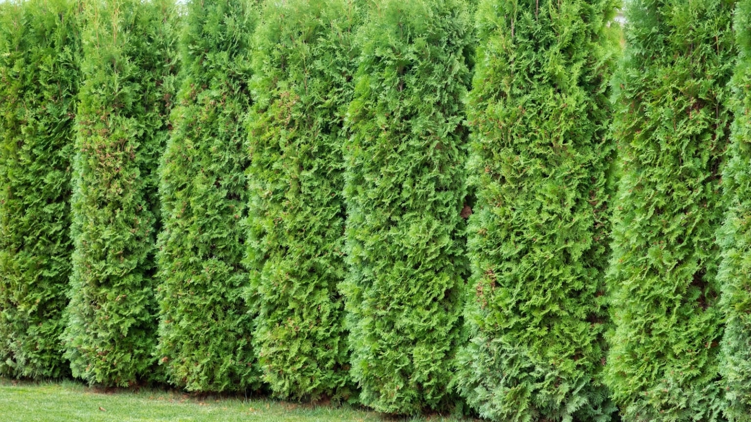 How to Plant, Grow, and Care For ‘Emerald Green’ Arborvitae - Epic ...
