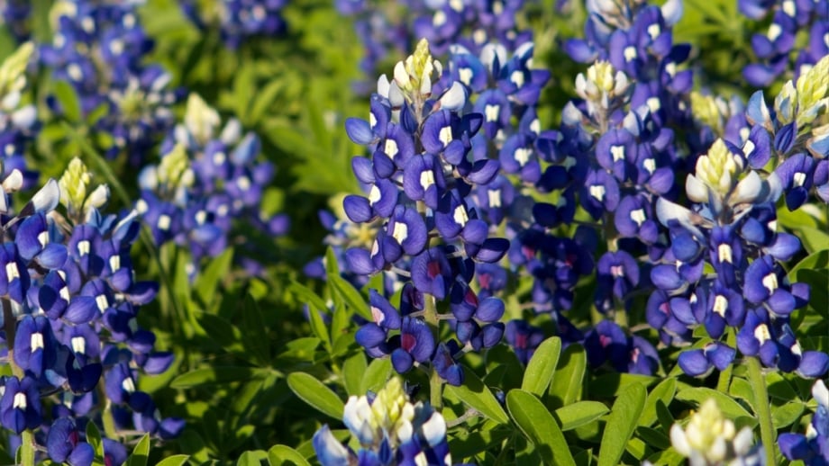 How to Plant, Grow, and Care for Texas Bluebonnets