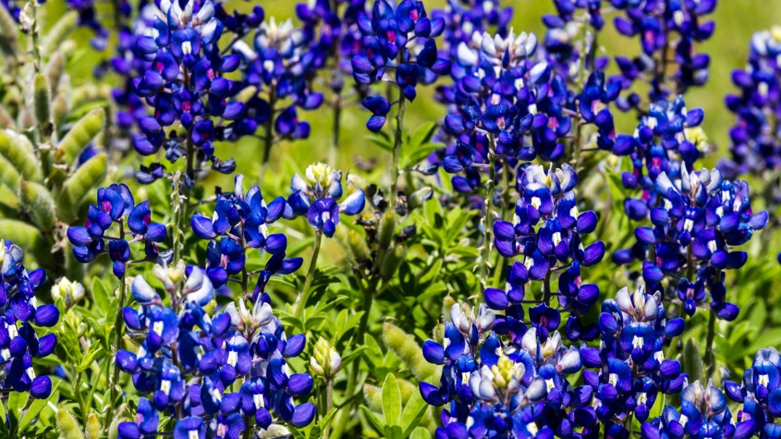 How to Plant, Grow, and Care for Texas Bluebonnets