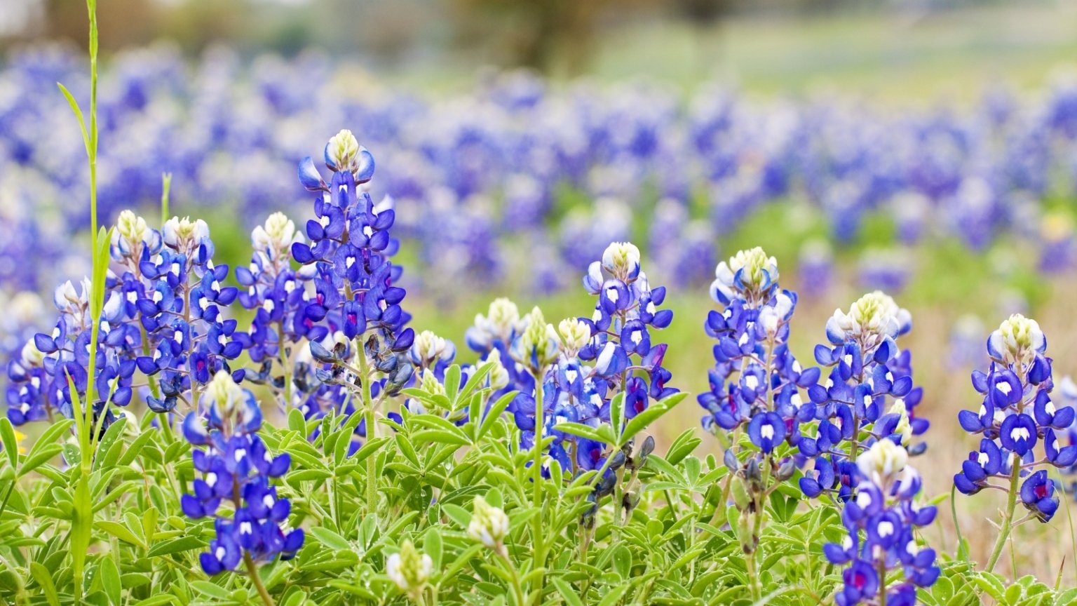 How to Plant, Grow, and Care for Texas Bluebonnets