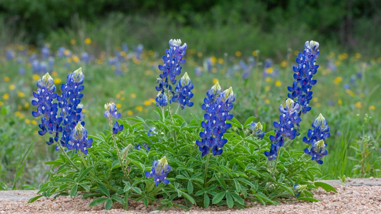 How to Plant, Grow, and Care for Texas Bluebonnets