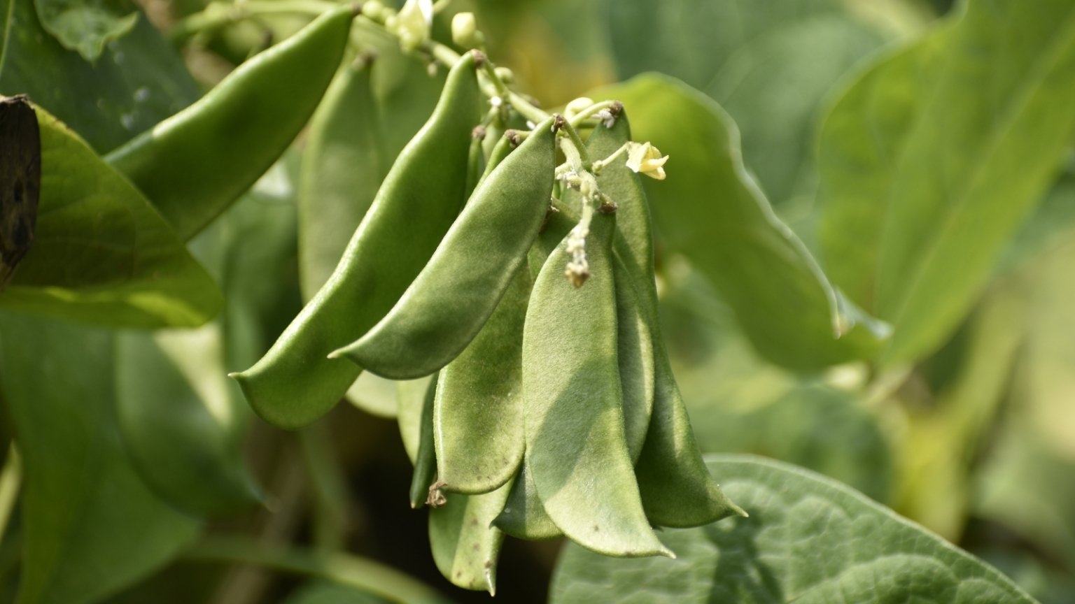 21 Heirloom Vegetables to Plant This Spring