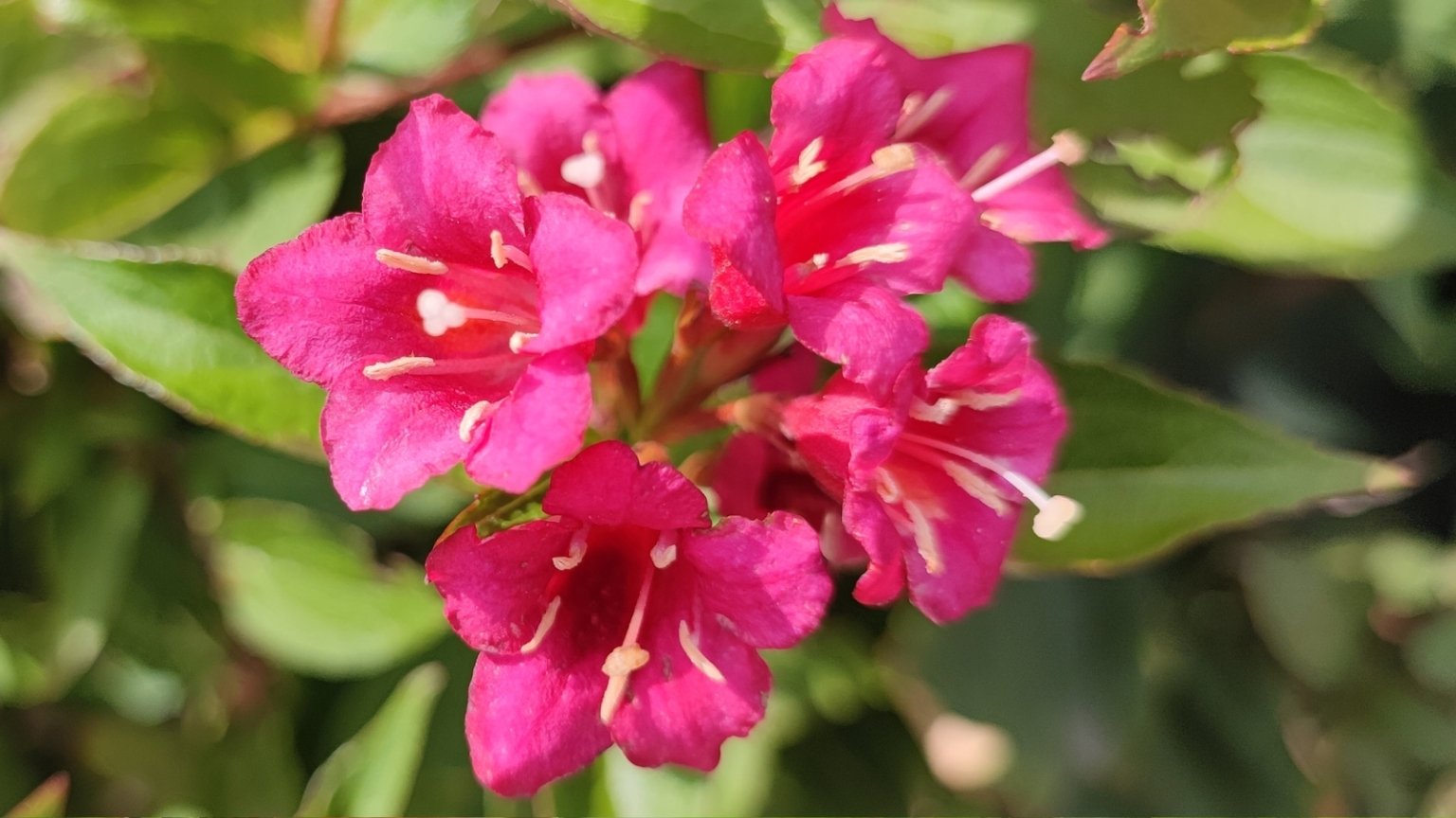 How to Plant, Grow, and Care for 'Wine and Roses' Weigela