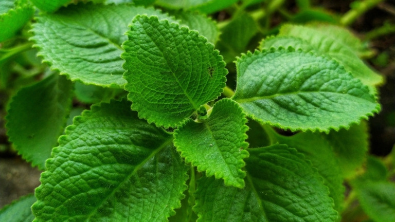 37 Perennial Herbs: Plant Them Once and Harvest Forever