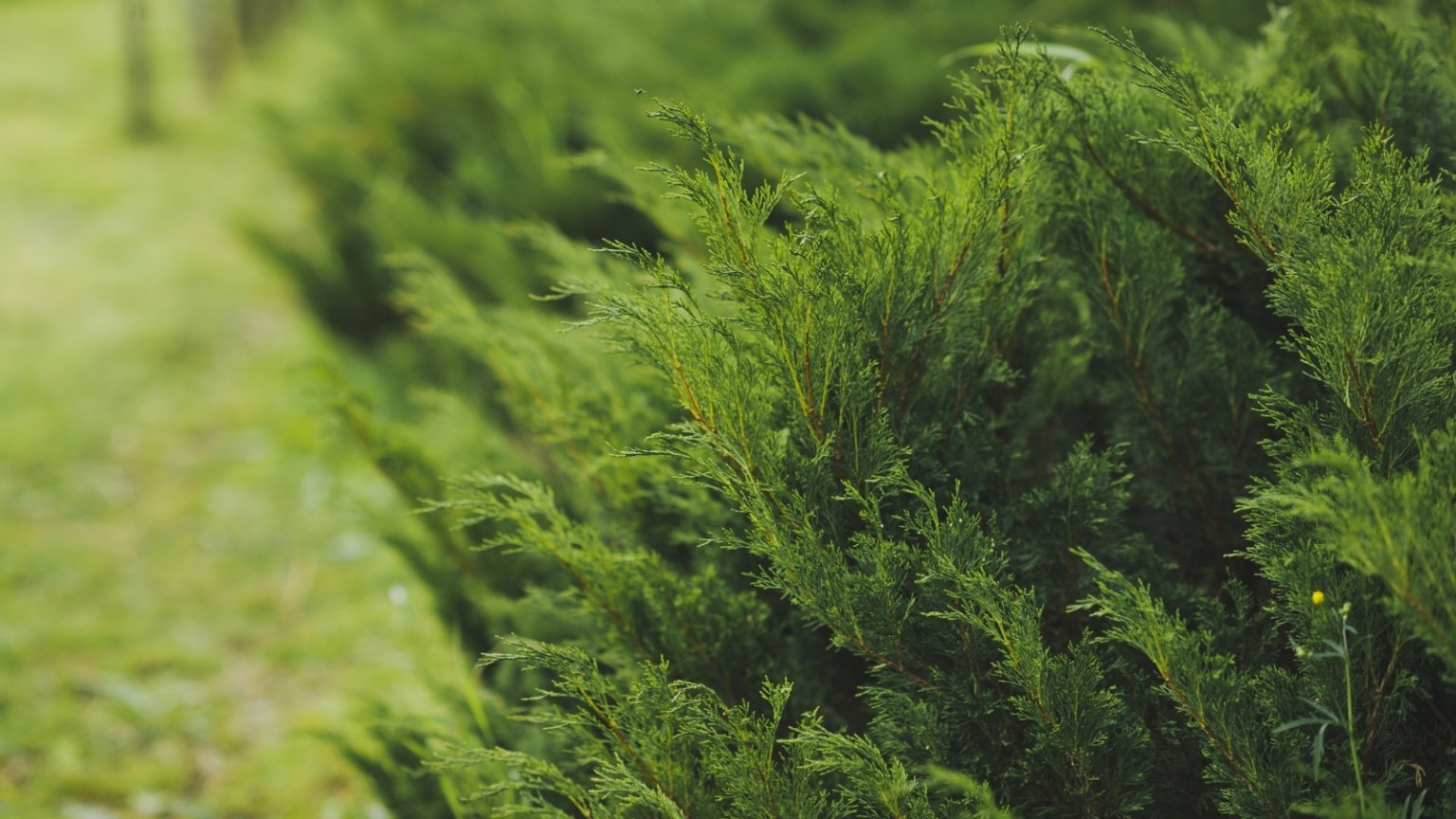 19 Arborvitae Types for Home Landscapes