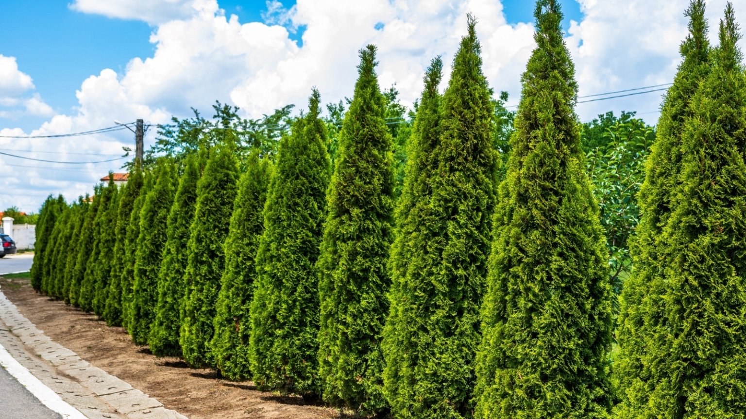 How to Plant, Grow, and Care For Arborvitae