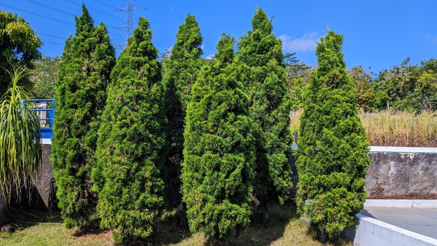 19 Arborvitae Types for Home Landscapes