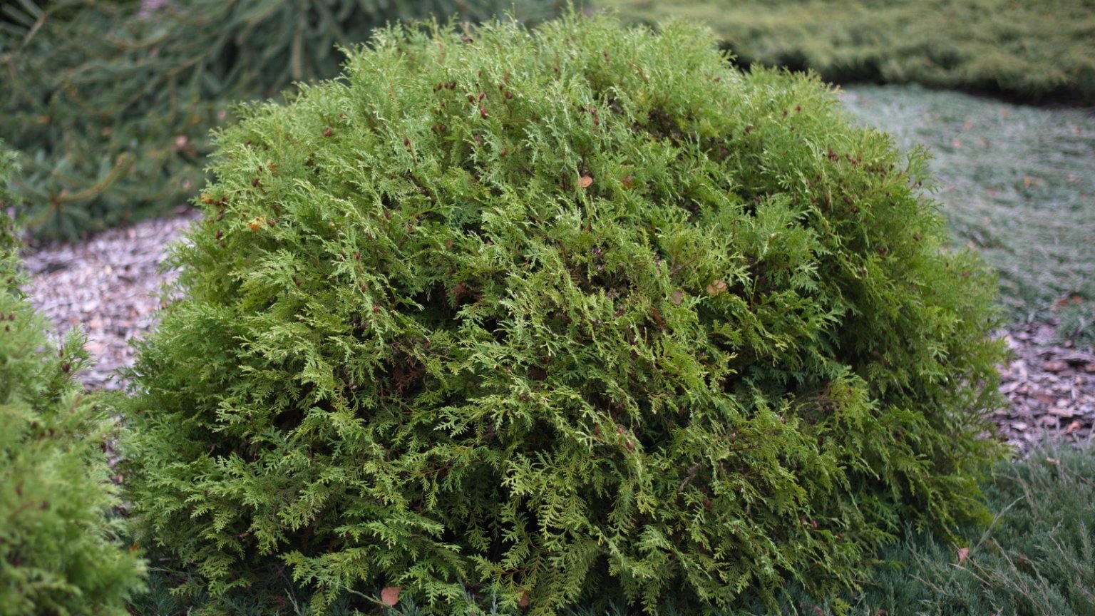 19 Arborvitae Types for Home Landscapes