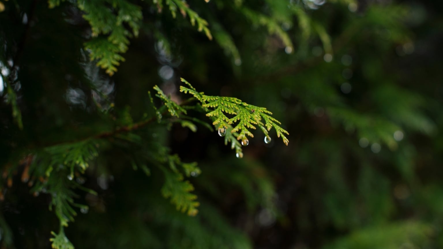 How to Plant, Grow, and Care For Arborvitae