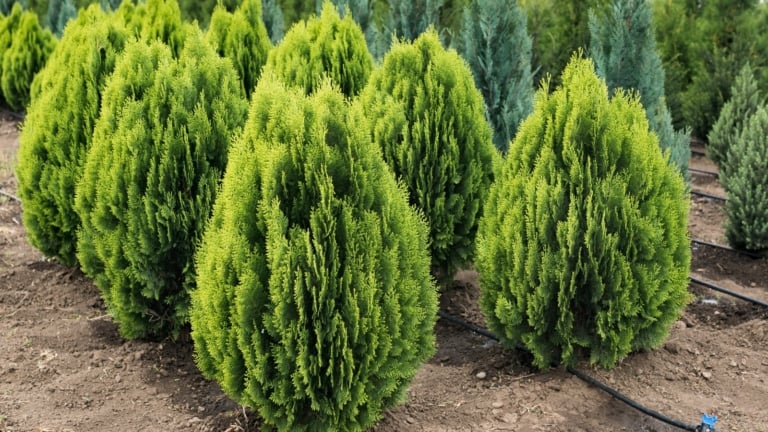 19 Arborvitae Types for Home Landscapes