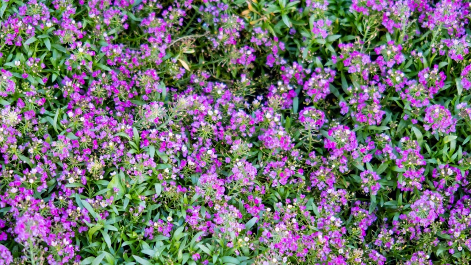 15 Varieties of Thyme For Your Garden