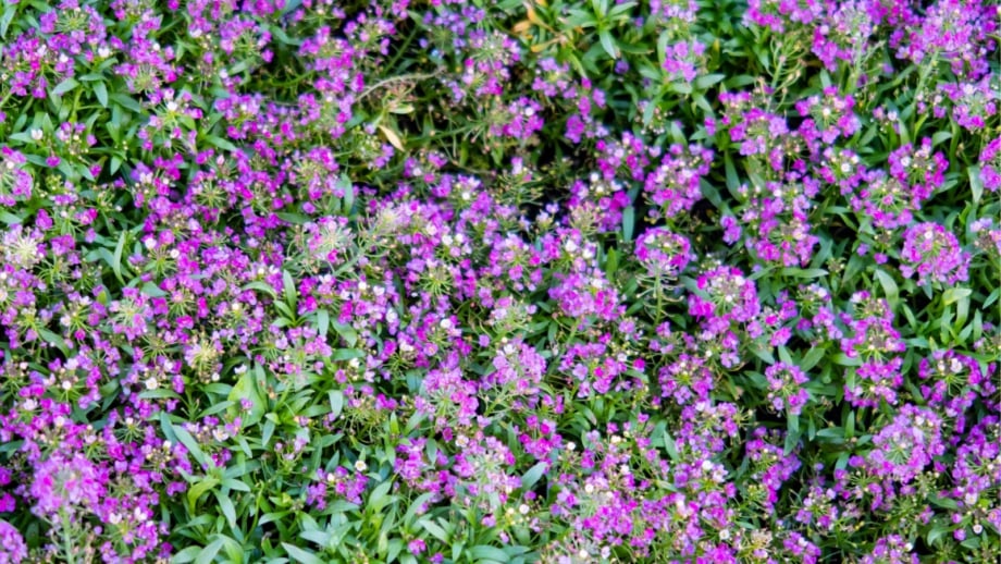 15 Varieties of Thyme For Your Garden