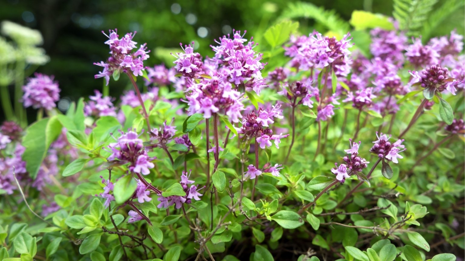 15 Varieties of Thyme For Your Garden