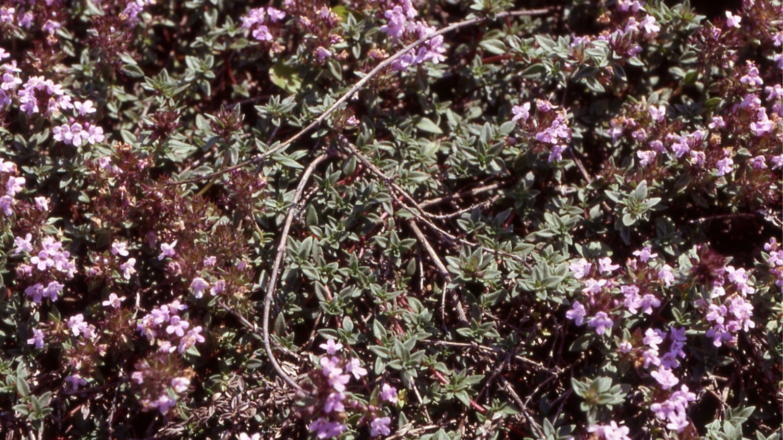 15 Varieties of Thyme For Your Garden