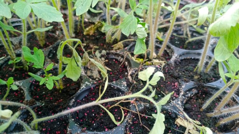 Seedlings Wilting? How to Control and Prevent Damping Off