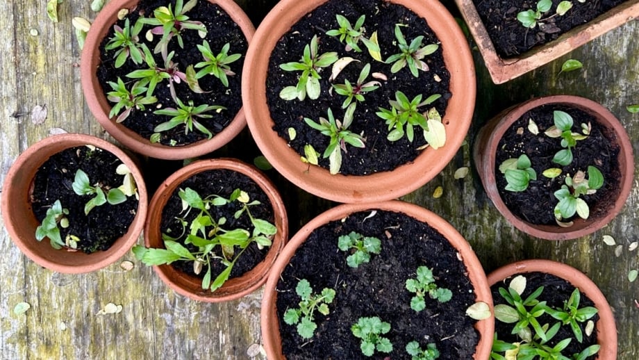 How to Plant, Grow, and Care for Shasta Daisies