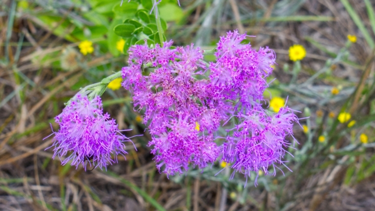 21 Native Wildflowers For Florida Gardens