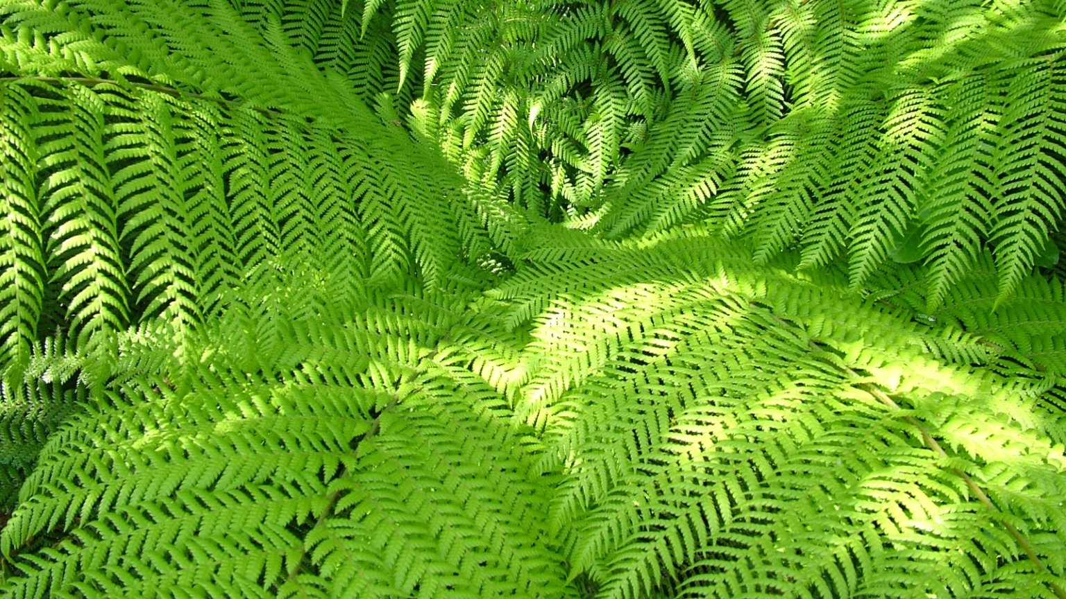 How to Plant, Grow, and Care for Tree Ferns