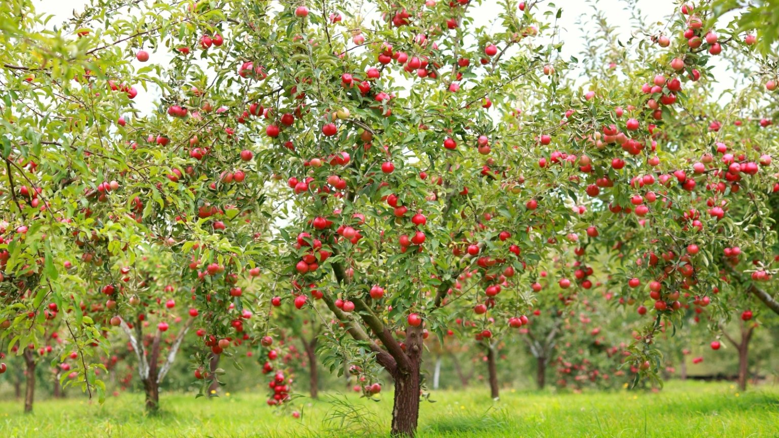 15 Fruit Trees to Plant this Spring