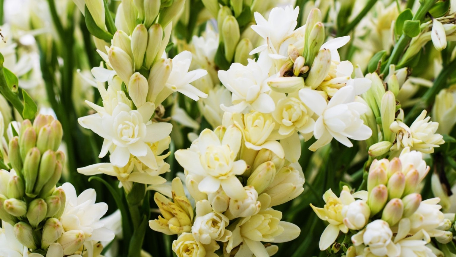 How to Plant, Grow, and Care For Tuberose