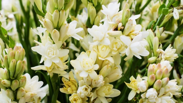 How to Plant, Grow, and Care For Tuberose