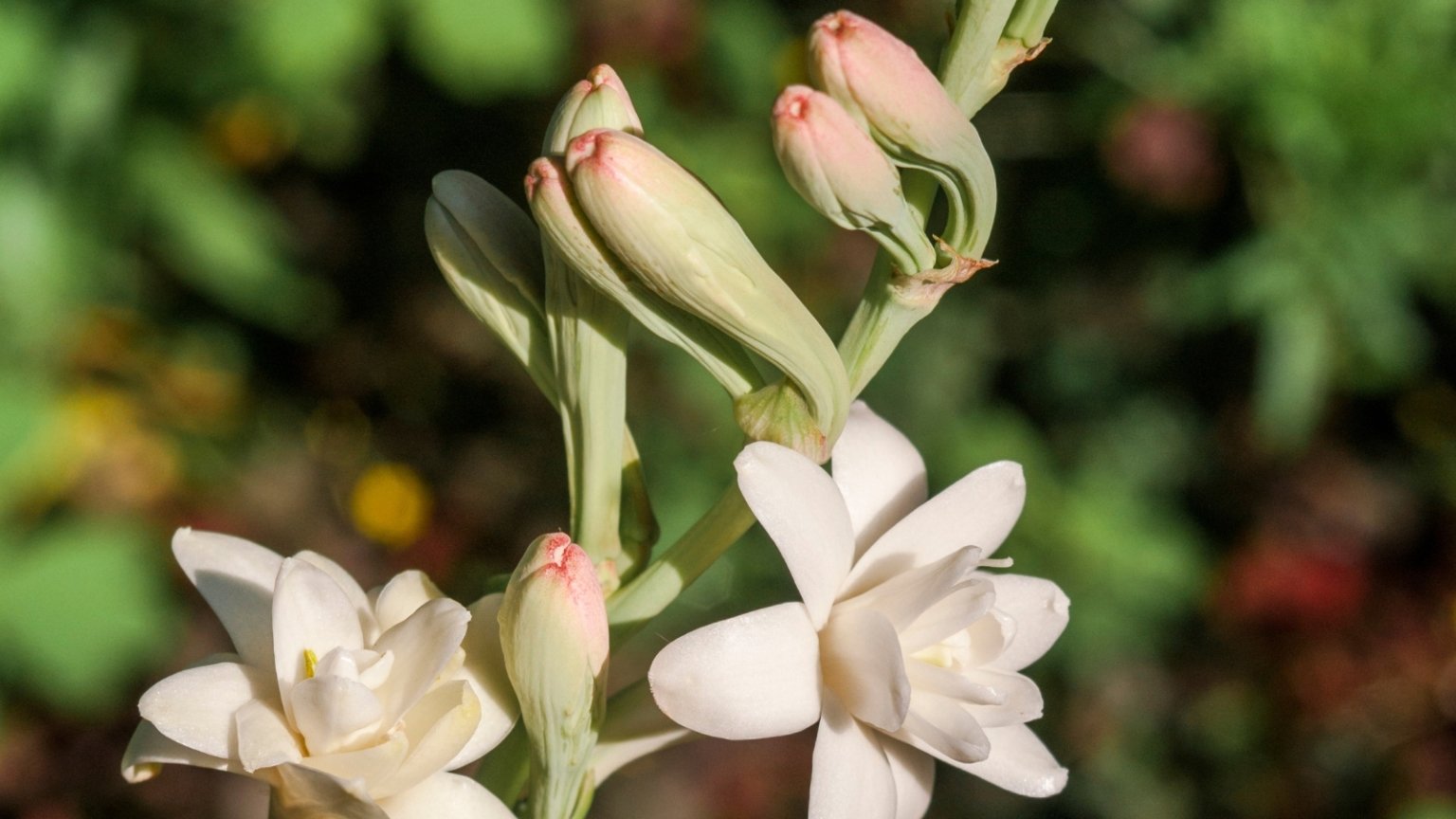 How to Plant, Grow, and Care For Tuberose