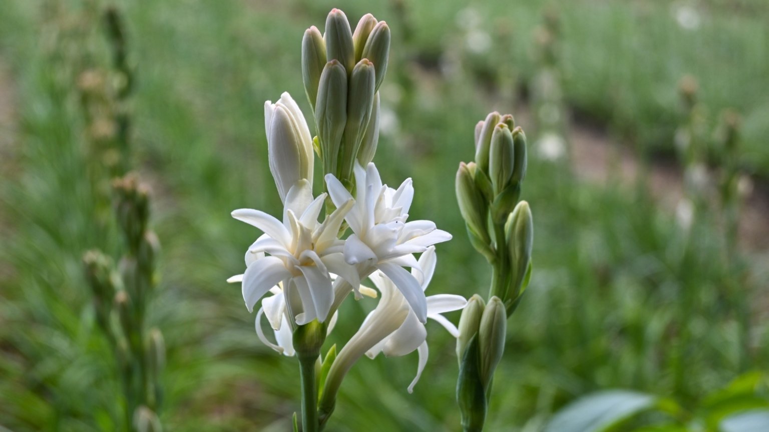 How to Plant, Grow, and Care For Tuberose