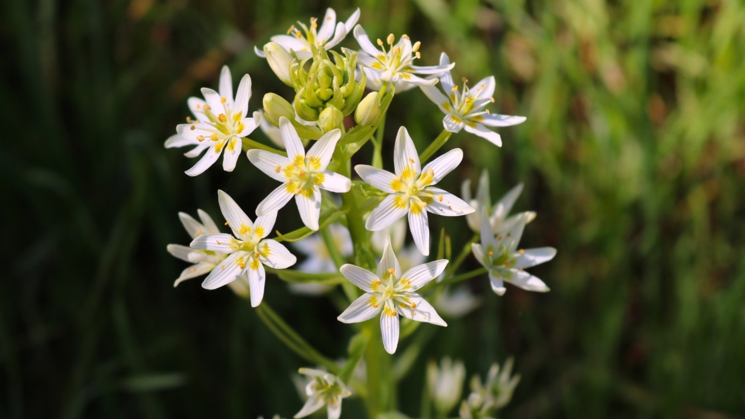 How to Plant, Grow, and Care For Tuberose