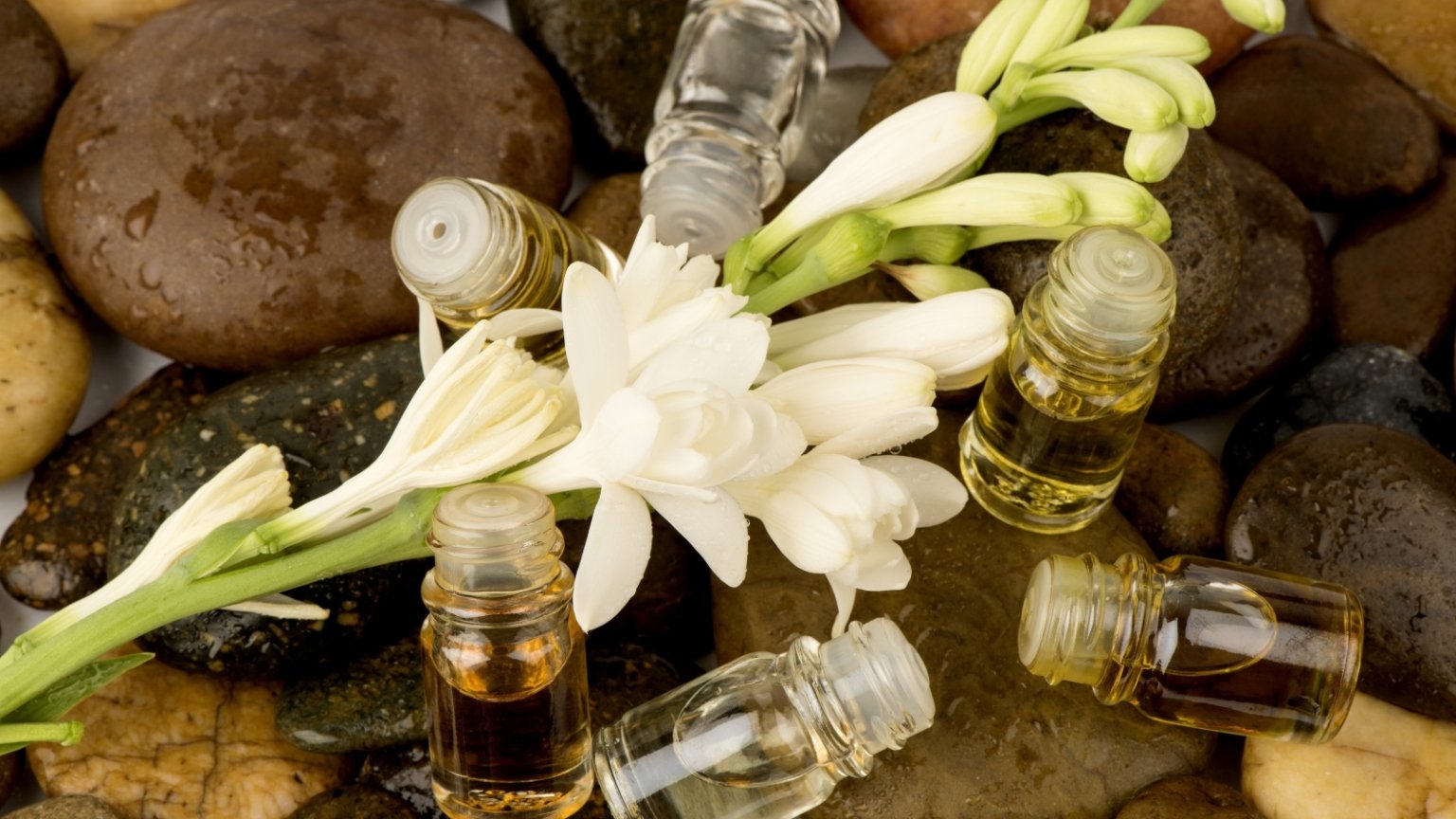 How to Plant, Grow, and Care For Tuberose