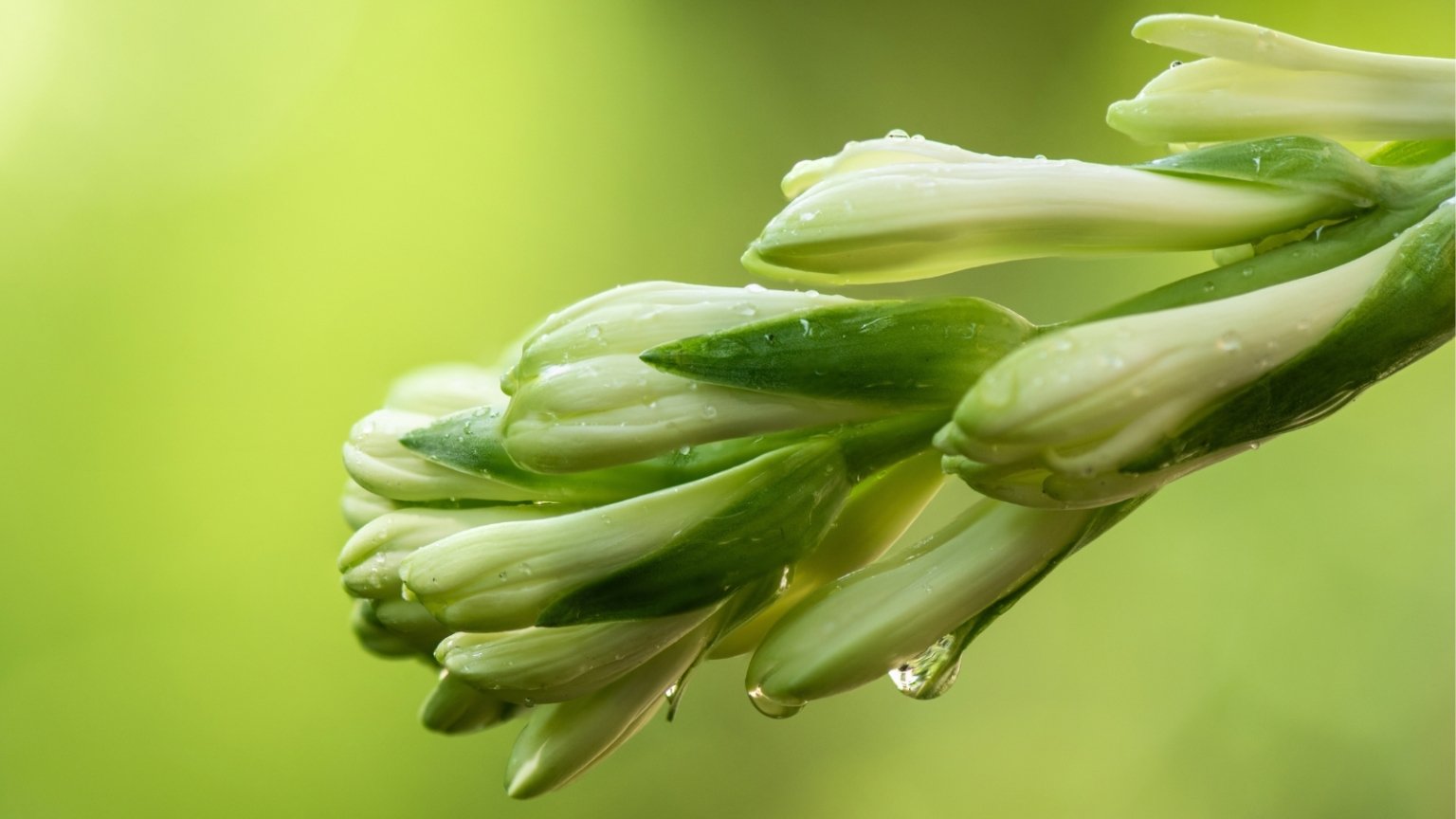 How to Plant, Grow, and Care For Tuberose