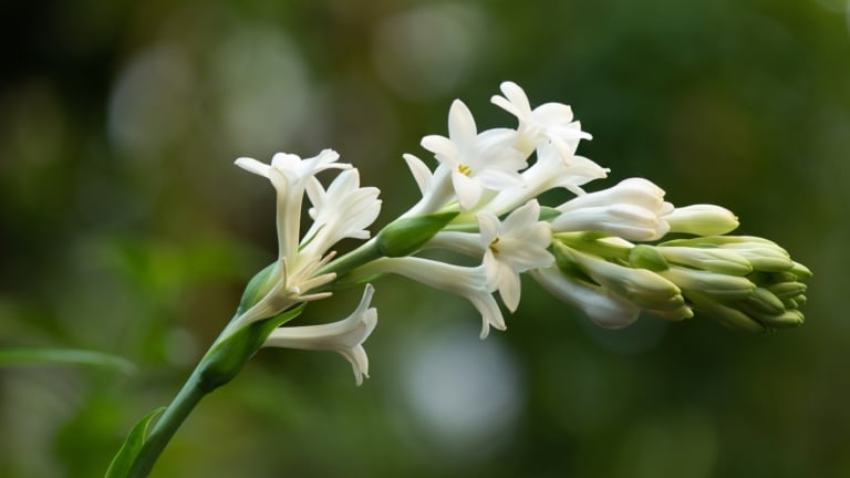 How to Plant, Grow, and Care For Tuberose