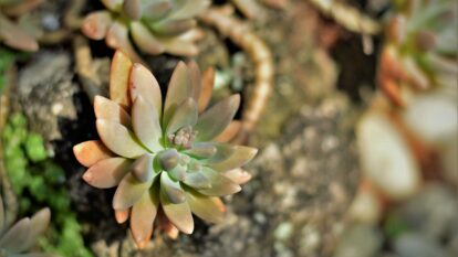 How to Plant, Grow, and Care for Graptosedum