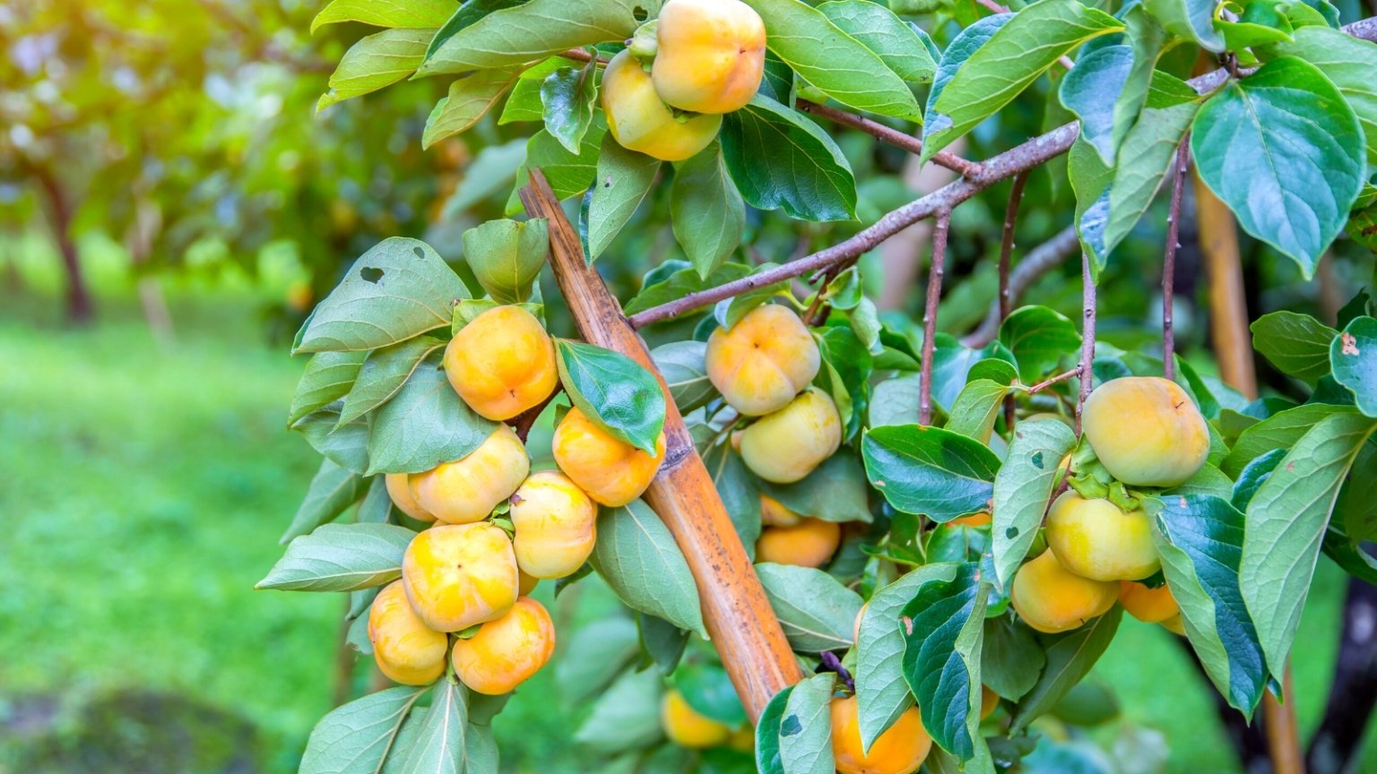 How To Plant Grow And Care For Fuyu Persimmon