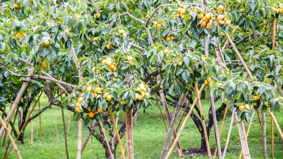 How to Plant, Grow, and Care For 'Fuyu' Persimmon