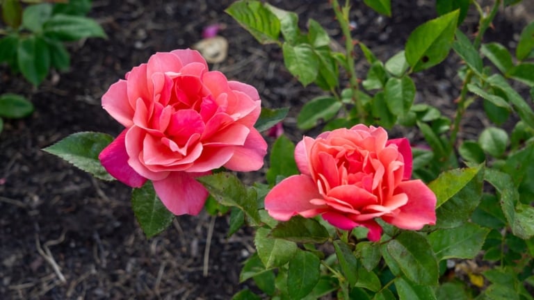 How to Plant, Grow, and Care for Grandiflora Roses