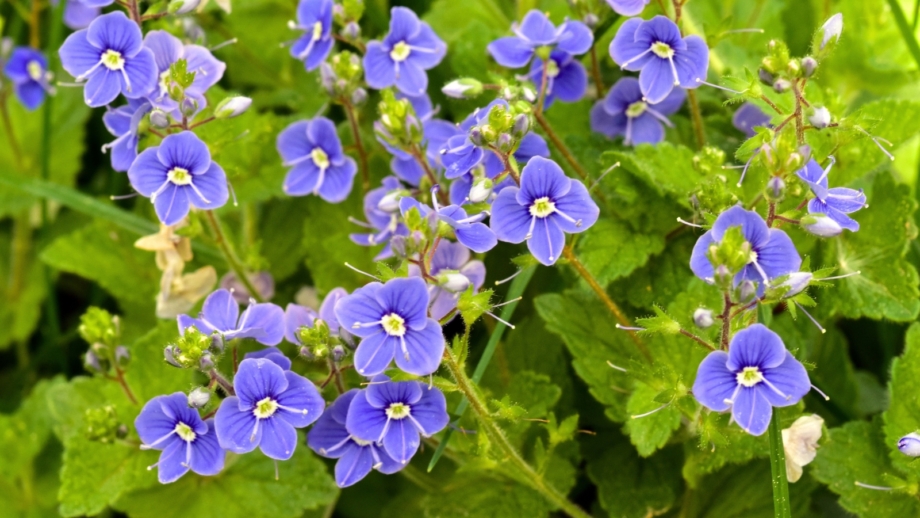 19 Plants to Feature in Contemporary Home Gardens