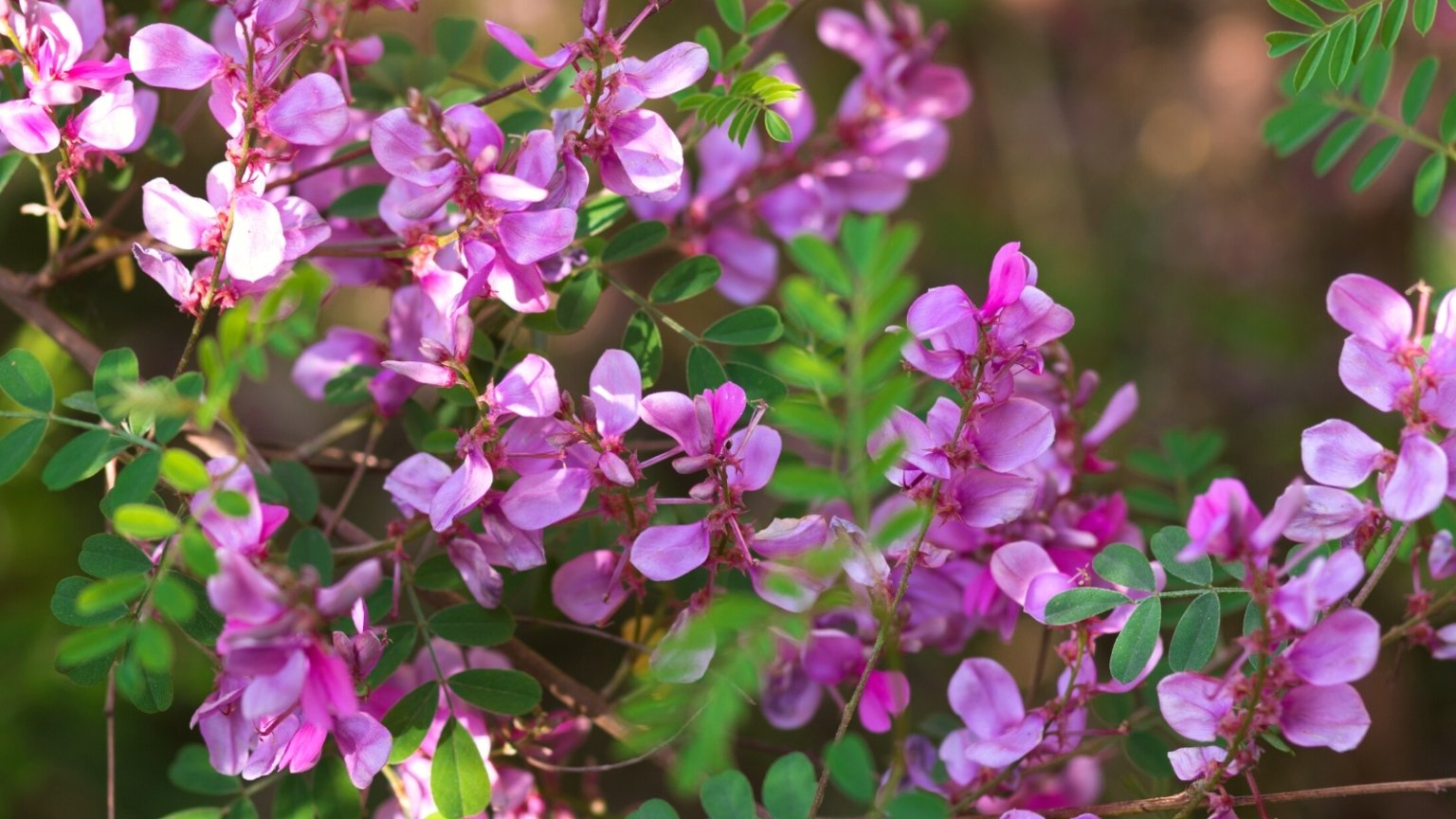 How to Plant, Grow, and Care for Indigo: The Plant World's Natural Blue Dye