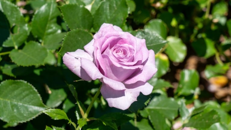 15 Recommended Floribunda Rose Varieties for the Home Garden
