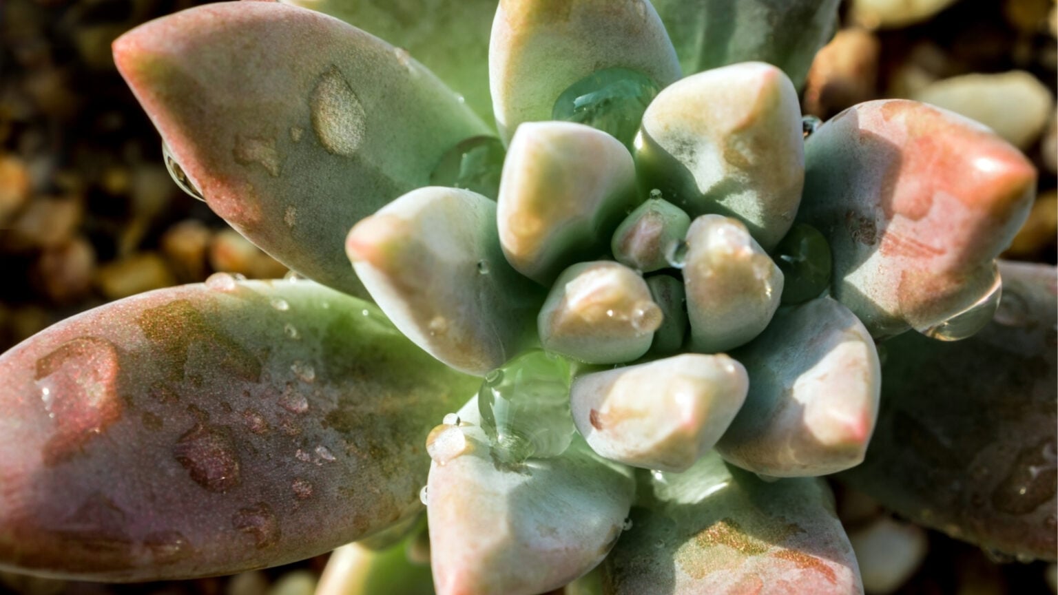 How to Plant, Grow, and Care for Graptosedum