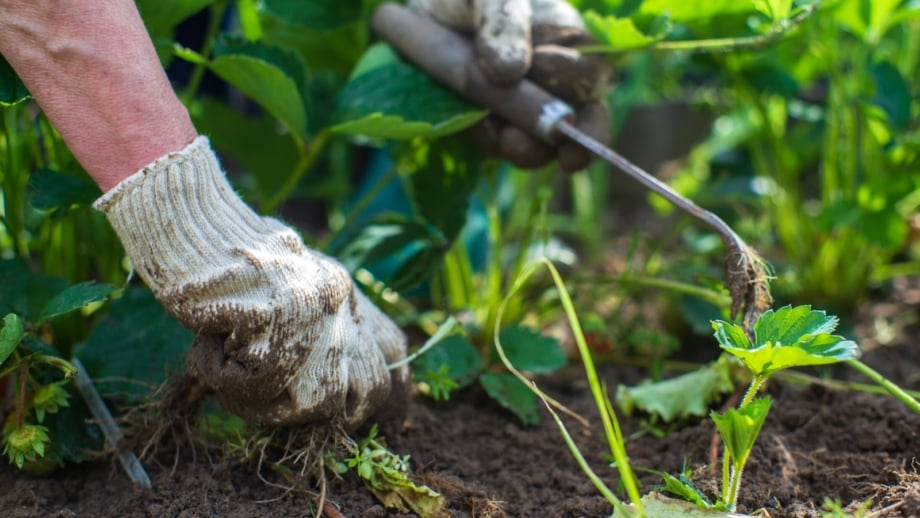 7 Different Weed Removal Methods For Your Garden
